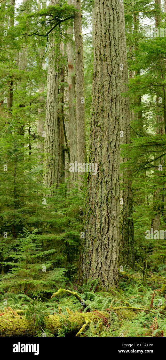 The giant Douglas firs of Cathedral Grove, MacMillan Provincial Park ...