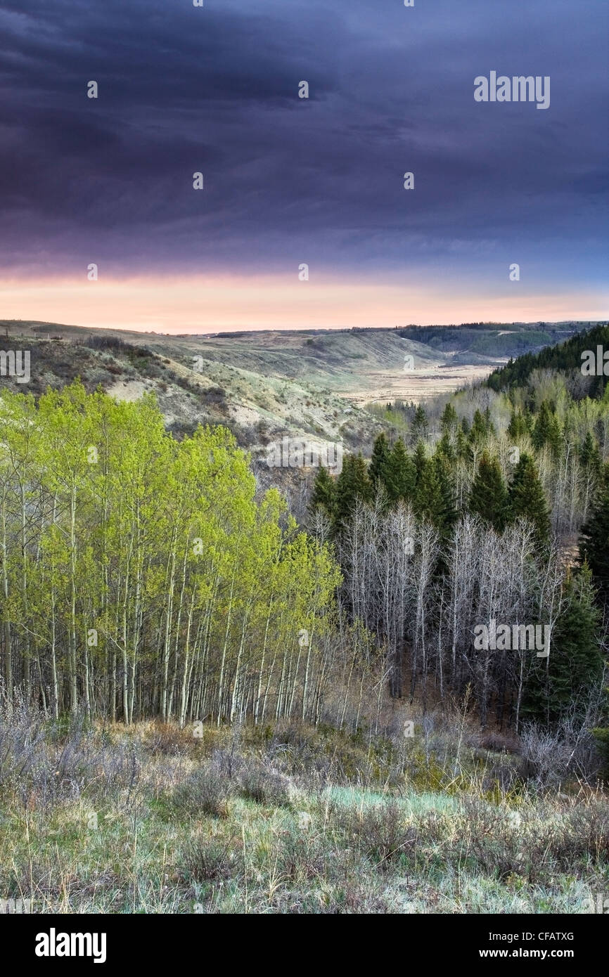 Sunrise over aspen forest in Big Hill Springs Provincial Park, Cochrane ...