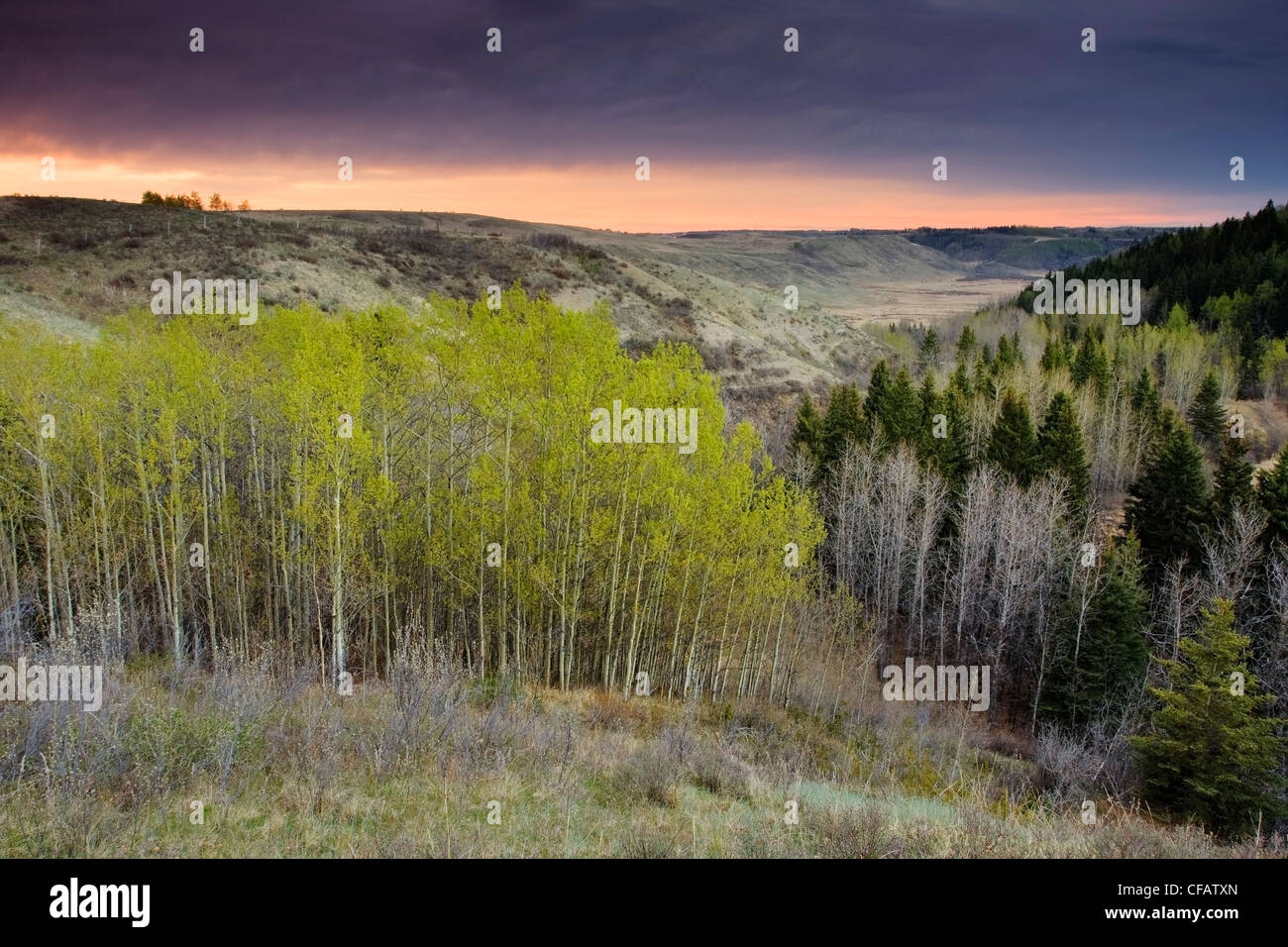 Golden aspen trees in alberta hi-res stock photography and images - Alamy