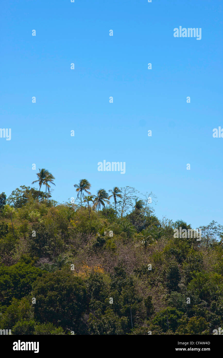 Tobago rainforest hi-res stock photography and images - Alamy