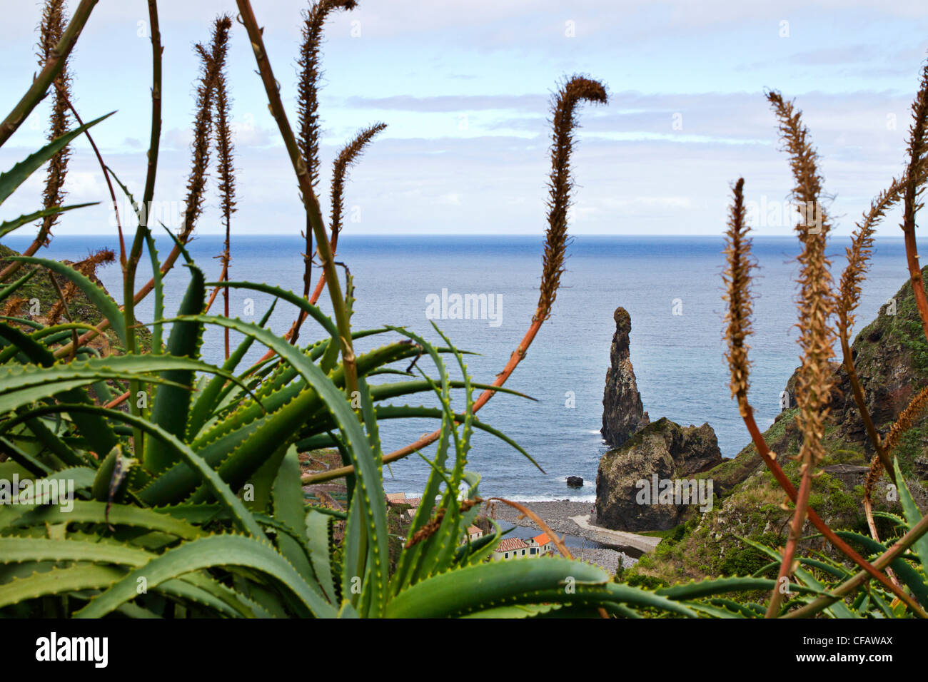 Plant madeira hi-res stock photography and images - Alamy