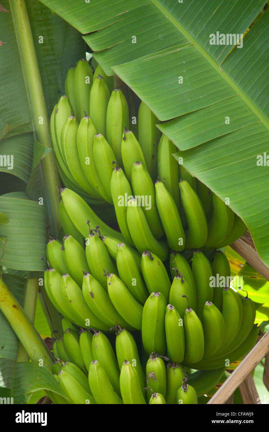 Bananas in the tree hi-res stock photography and images - Alamy