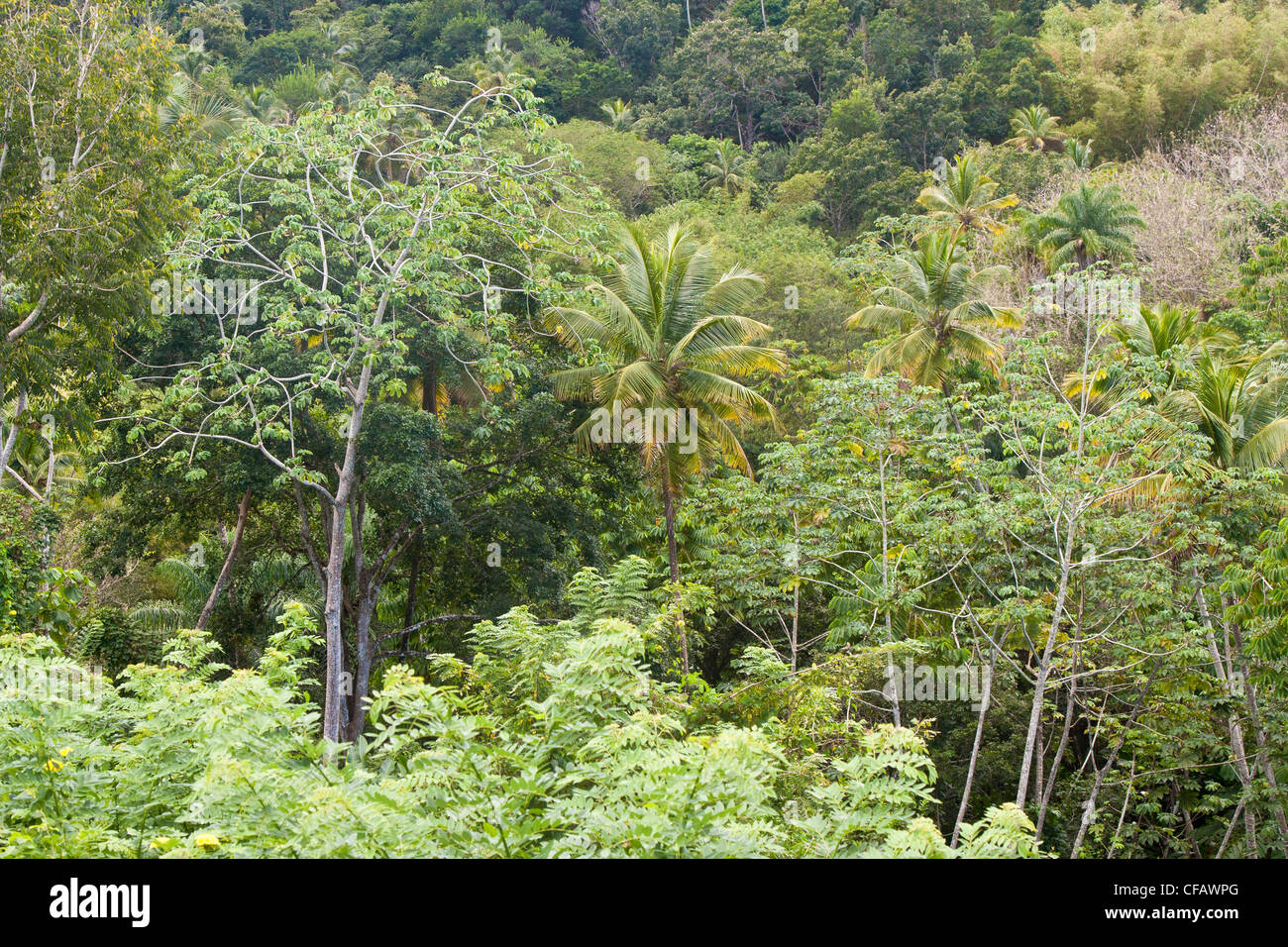 Rainforest in Tobago Stock Photo - Alamy