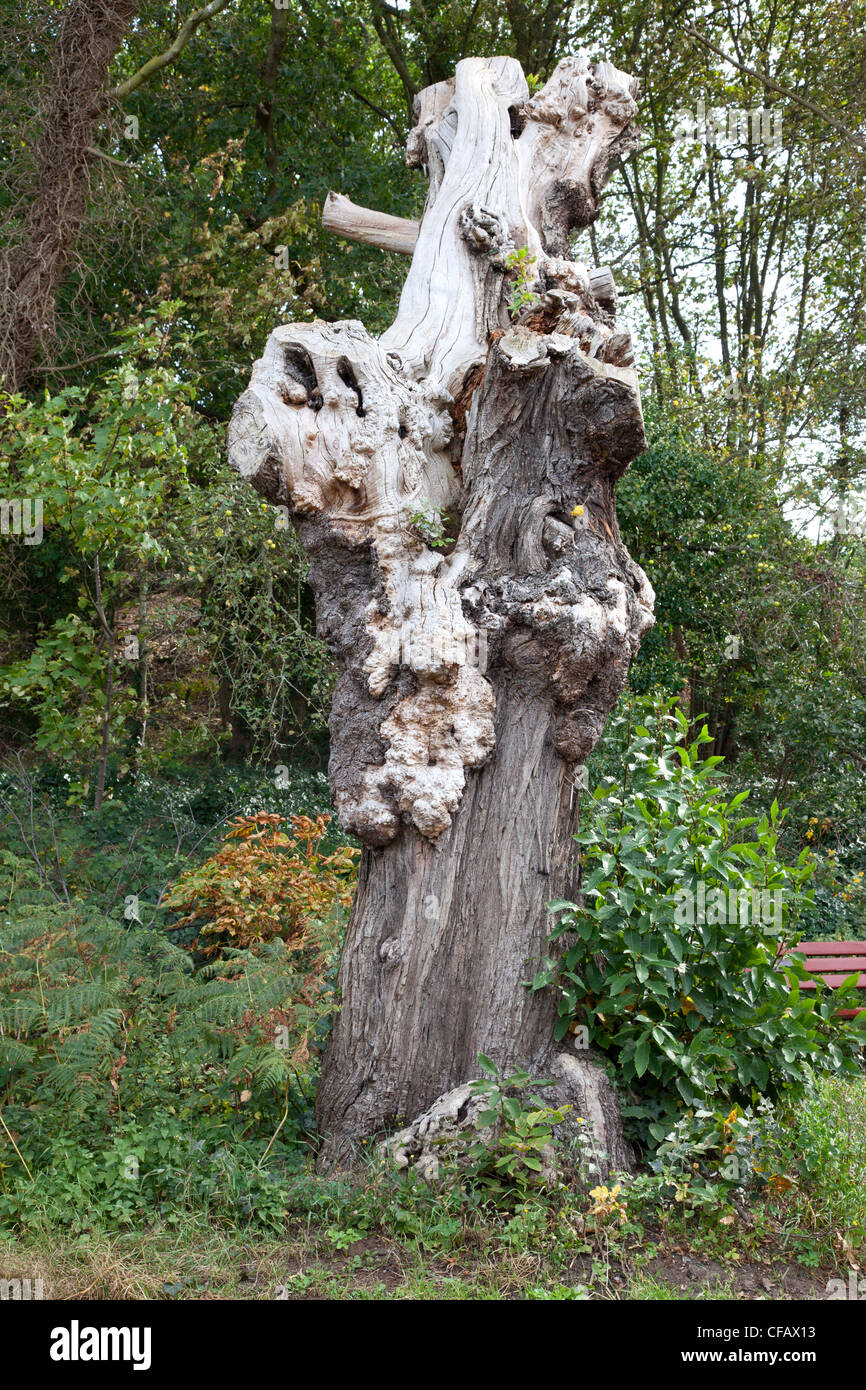 Gnarled tree hi-res stock photography and images - Alamy