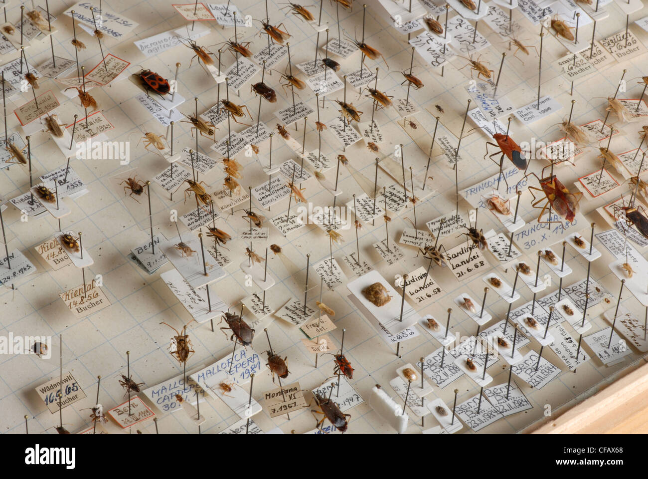 Bugs, insects, insect collection, preparation, entomology, needle, Pin ...