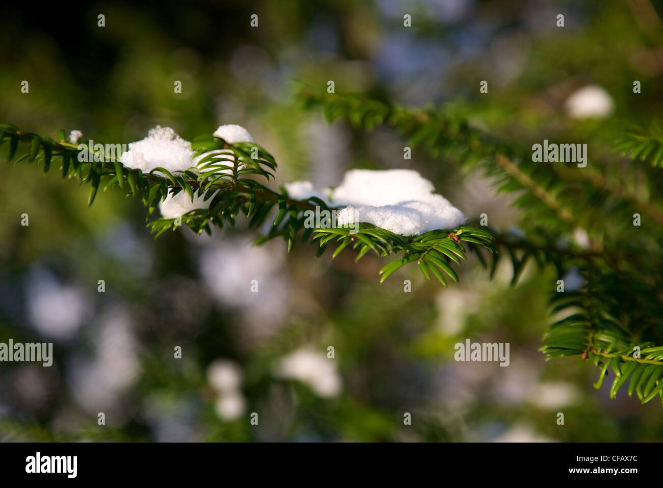Taxus Baccata Yew Tree in the snow on downland in Reigate, Surrey Stock ...