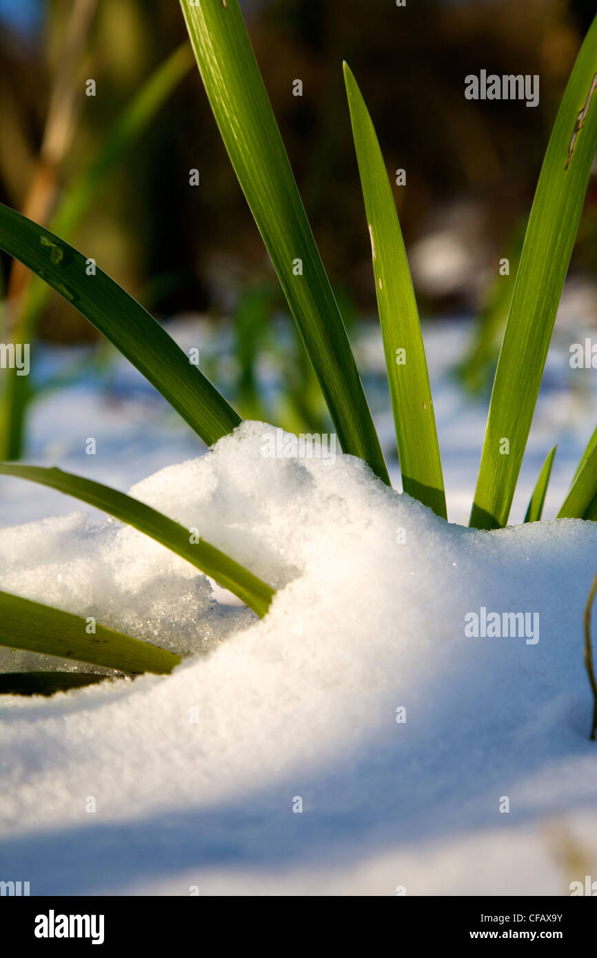 An Iris plant standing up through the snow in a Surrey deciduous ...