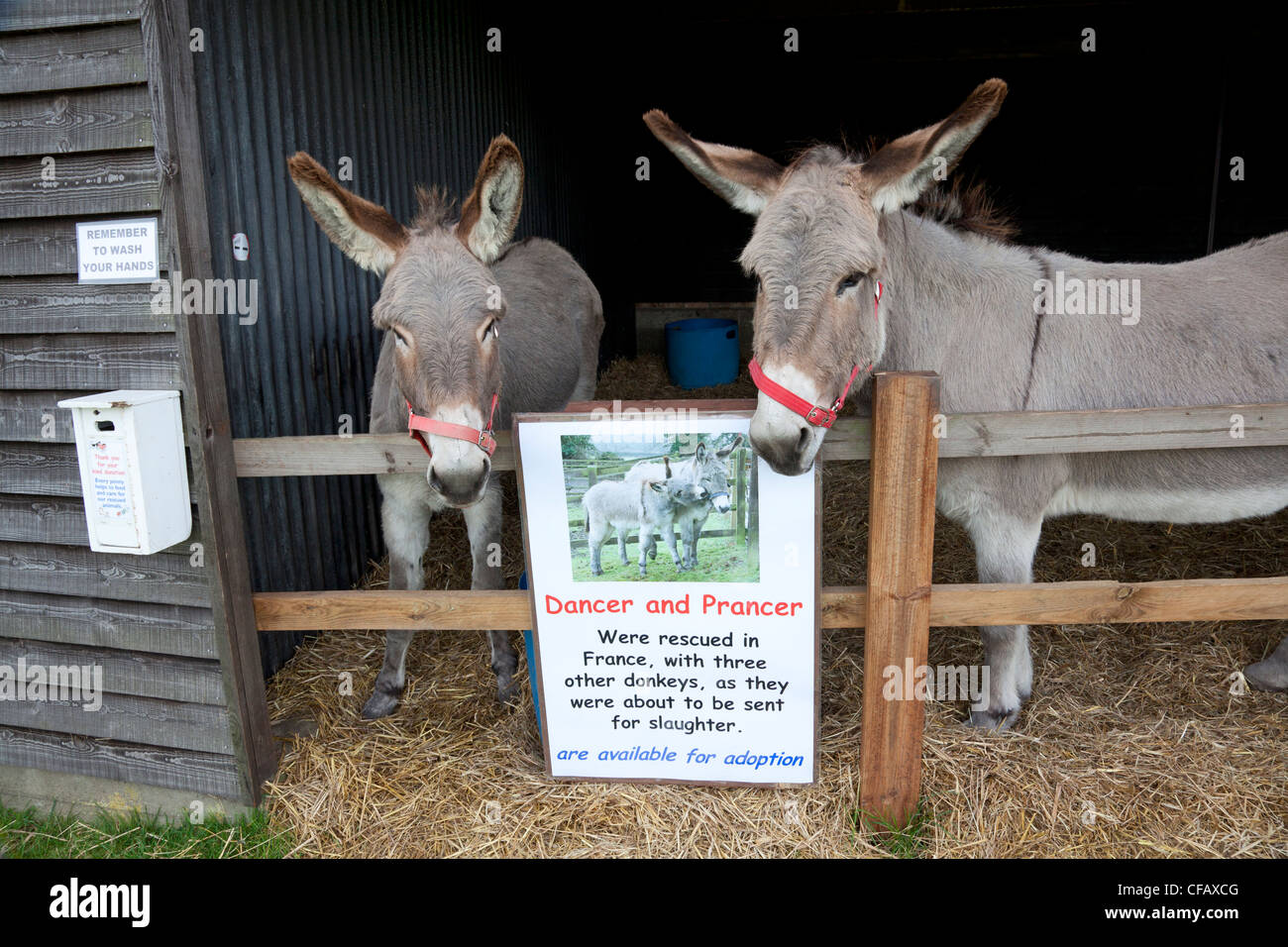 Donkey uk donkey sanctuary hi-res stock photography and images - Alamy