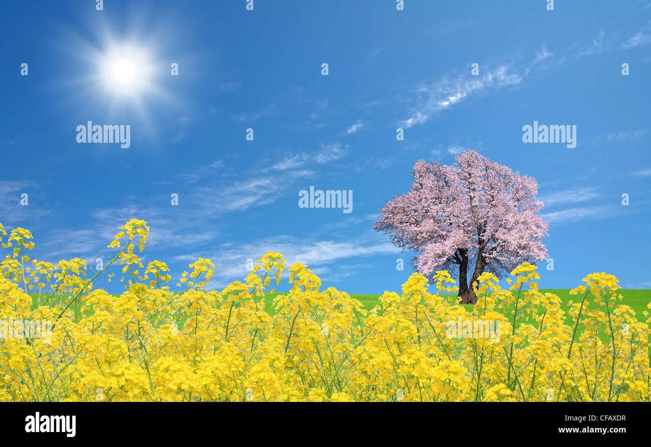 Sakura tree and rapeseed Stock Photo - Alamy