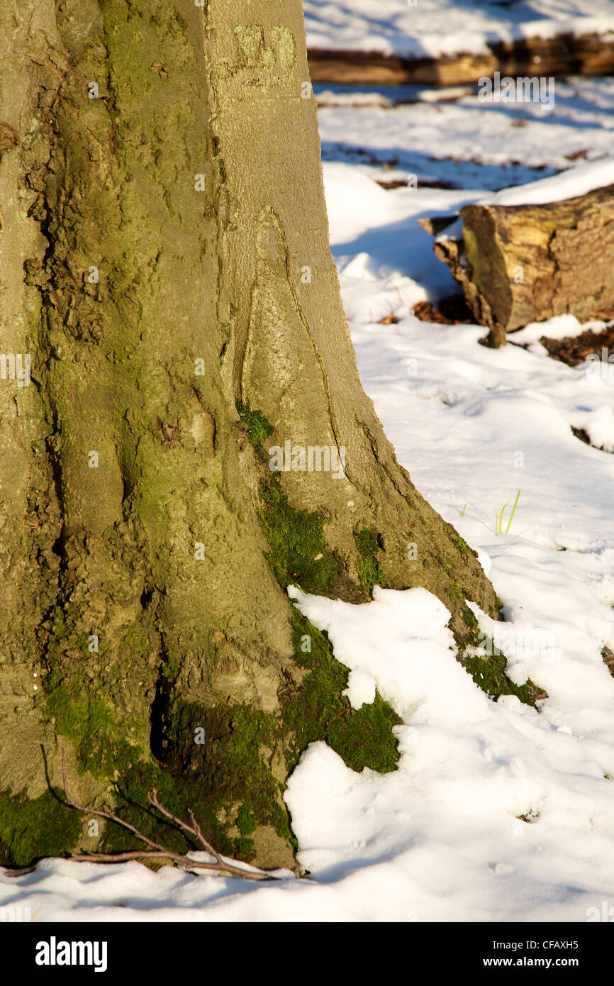 Beech tree trunk in the snow looking like an elephant's foot standing ...