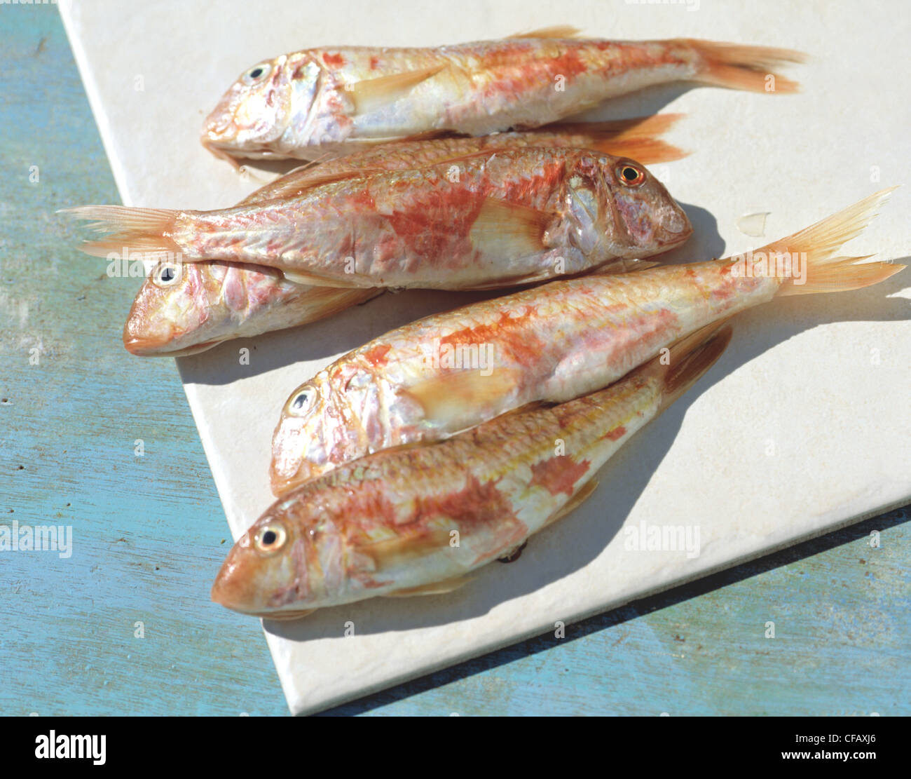 Still: Red barbel Stock Photo - Alamy