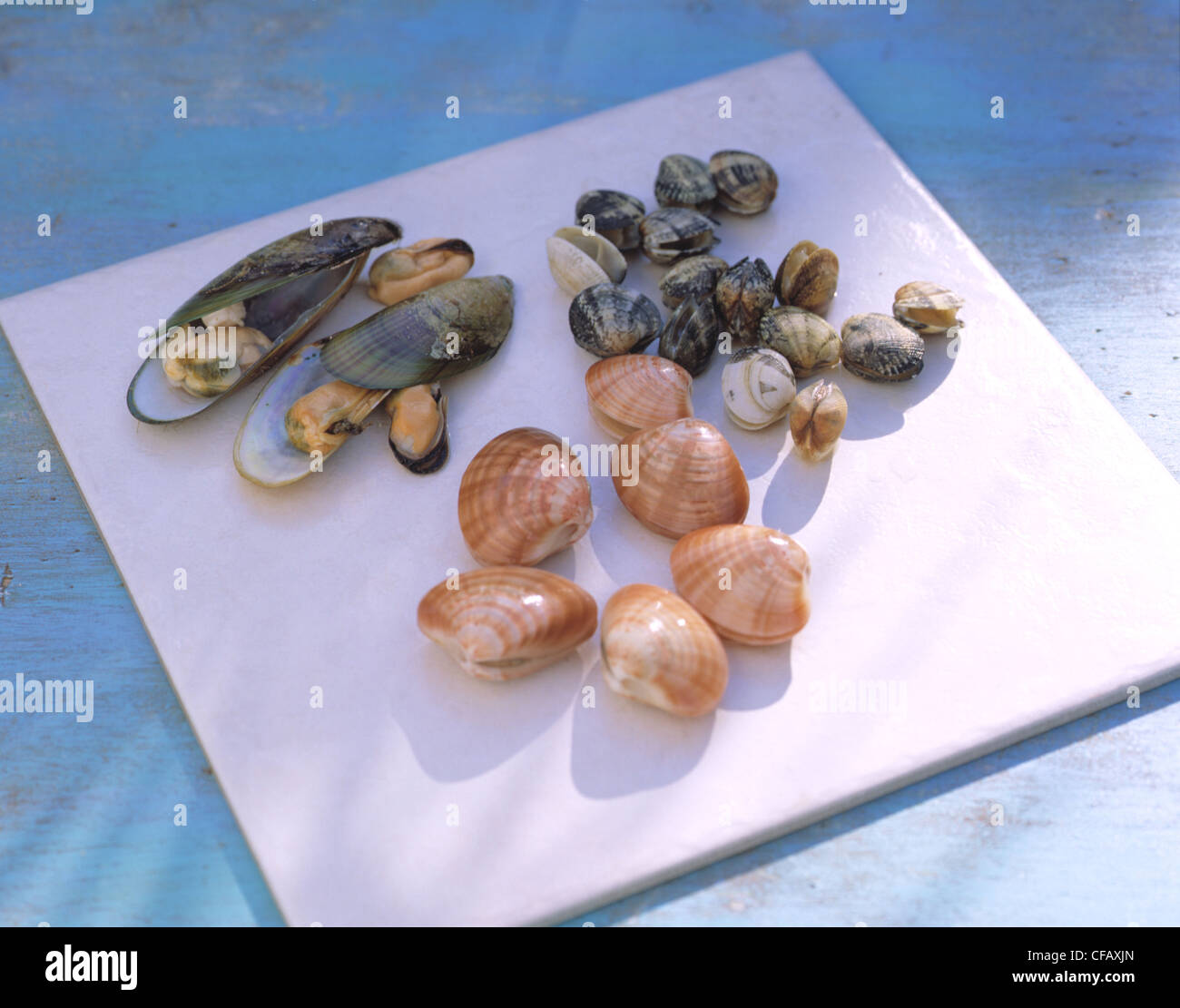 Still: Blue mussels, cockles, clam shells Stock Photo - Alamy