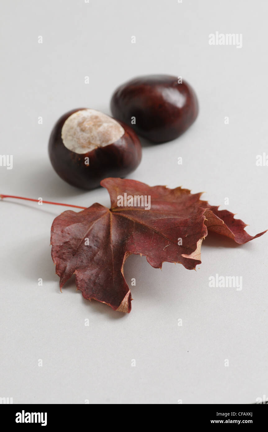 Fall Symbol High Resolution Stock Photography and Images - Alamy