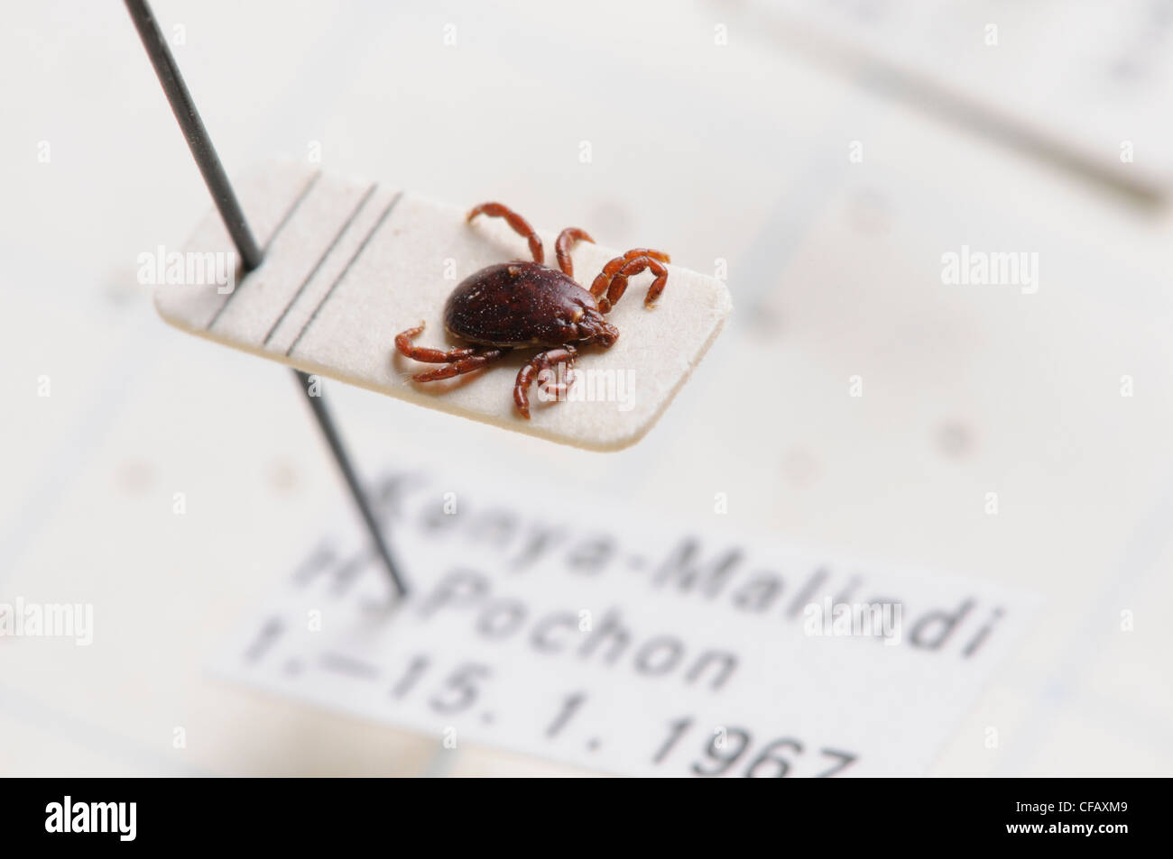 Insects, bill, insect collection, preparation, entomology, needle, Pin ...