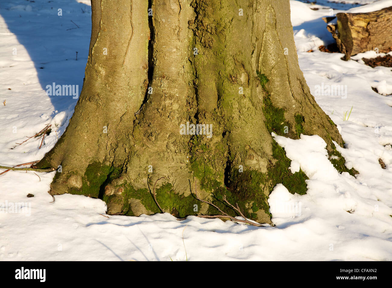 Elephants foot tree hi-res stock photography and images - Alamy