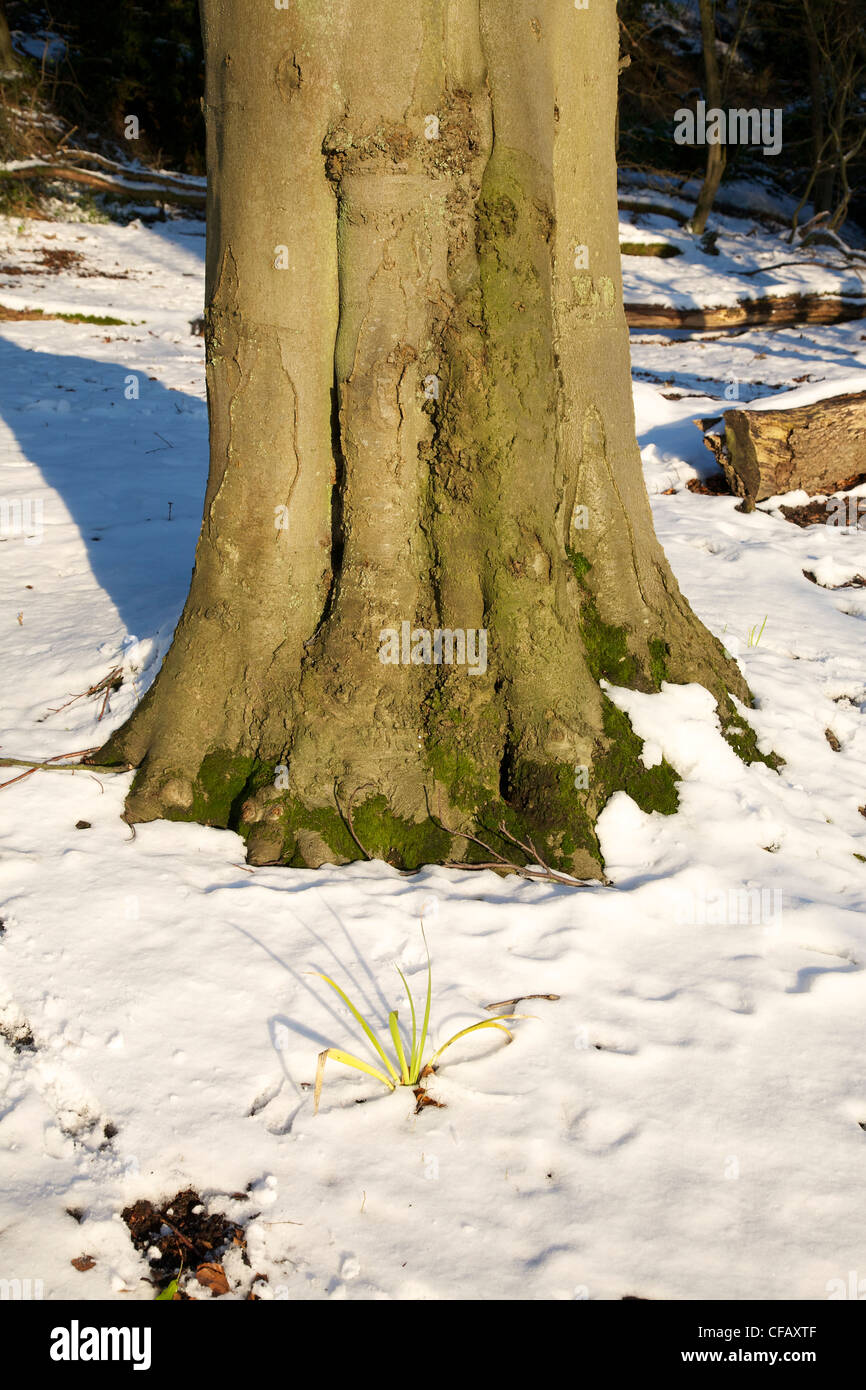 Elephant foot tree hi-res stock photography and images - Alamy