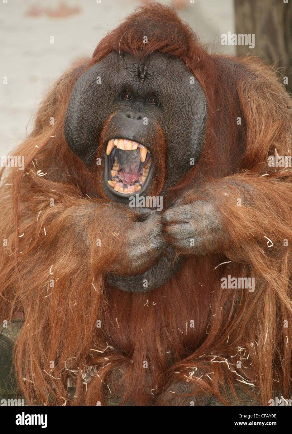 Orangutan showing teeth hi-res stock photography and images - Alamy