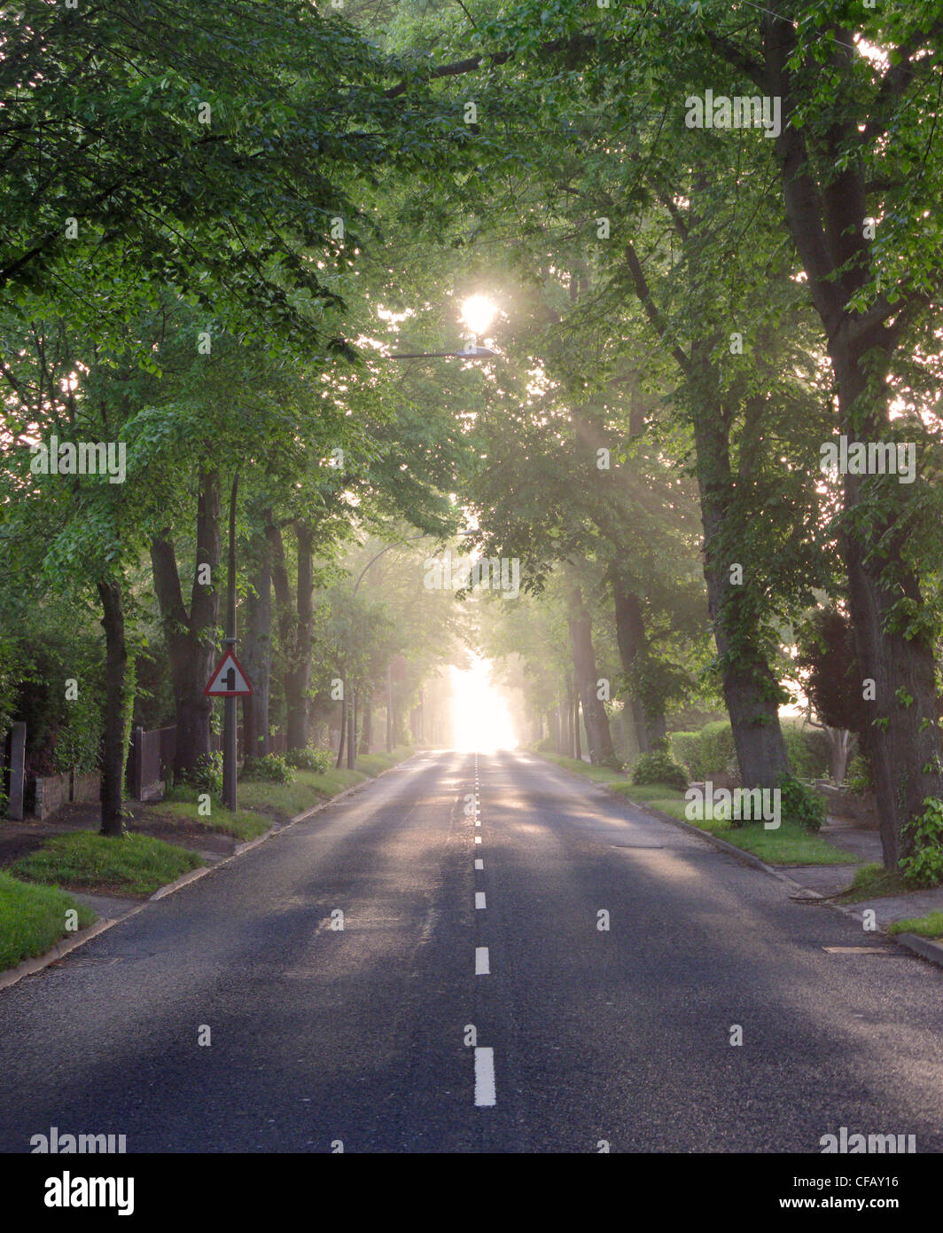 Bursting through trees hi-res stock photography and images - Alamy