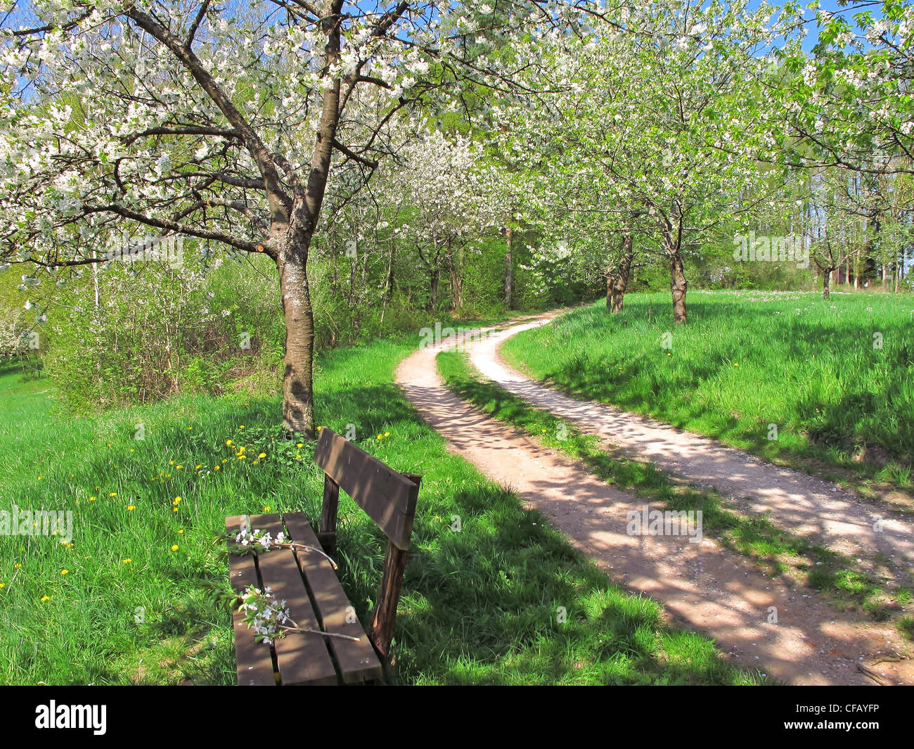 Trees, blossoms, flourishes, blossom, flourish, meadow, wood, forest ...