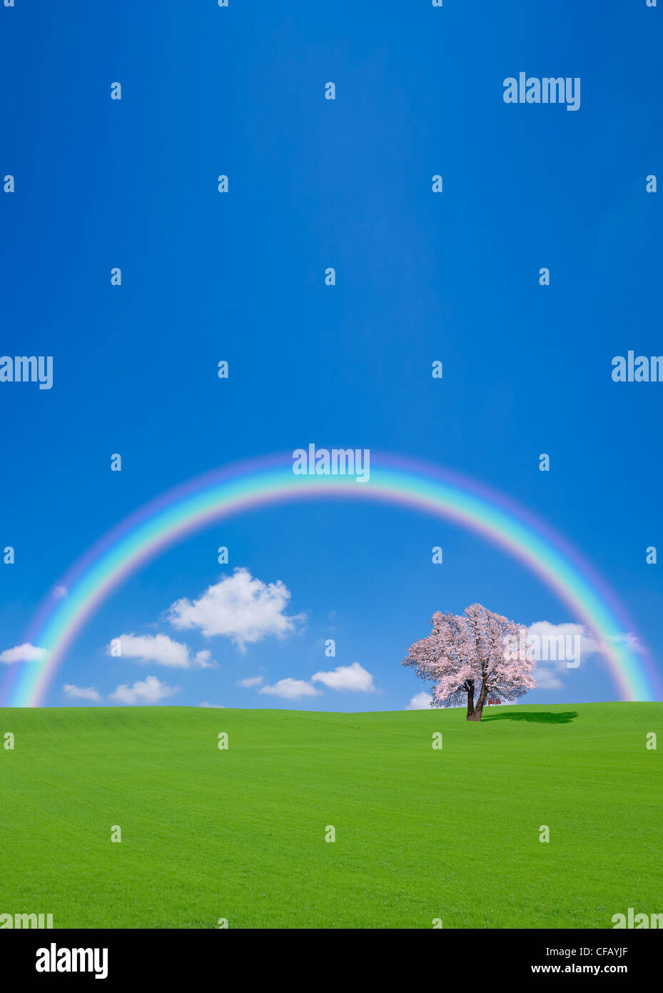 Cherry tree on the hill with rainbow Stock Photo - Alamy