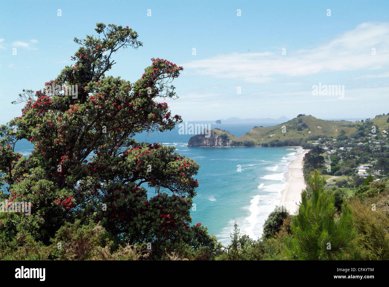 New Zealand, North Island, Coromandel Peninsula, pohutukawa tree, the ...