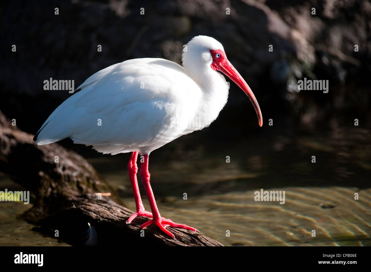 White ibis fishing hi-res stock photography and images - Alamy