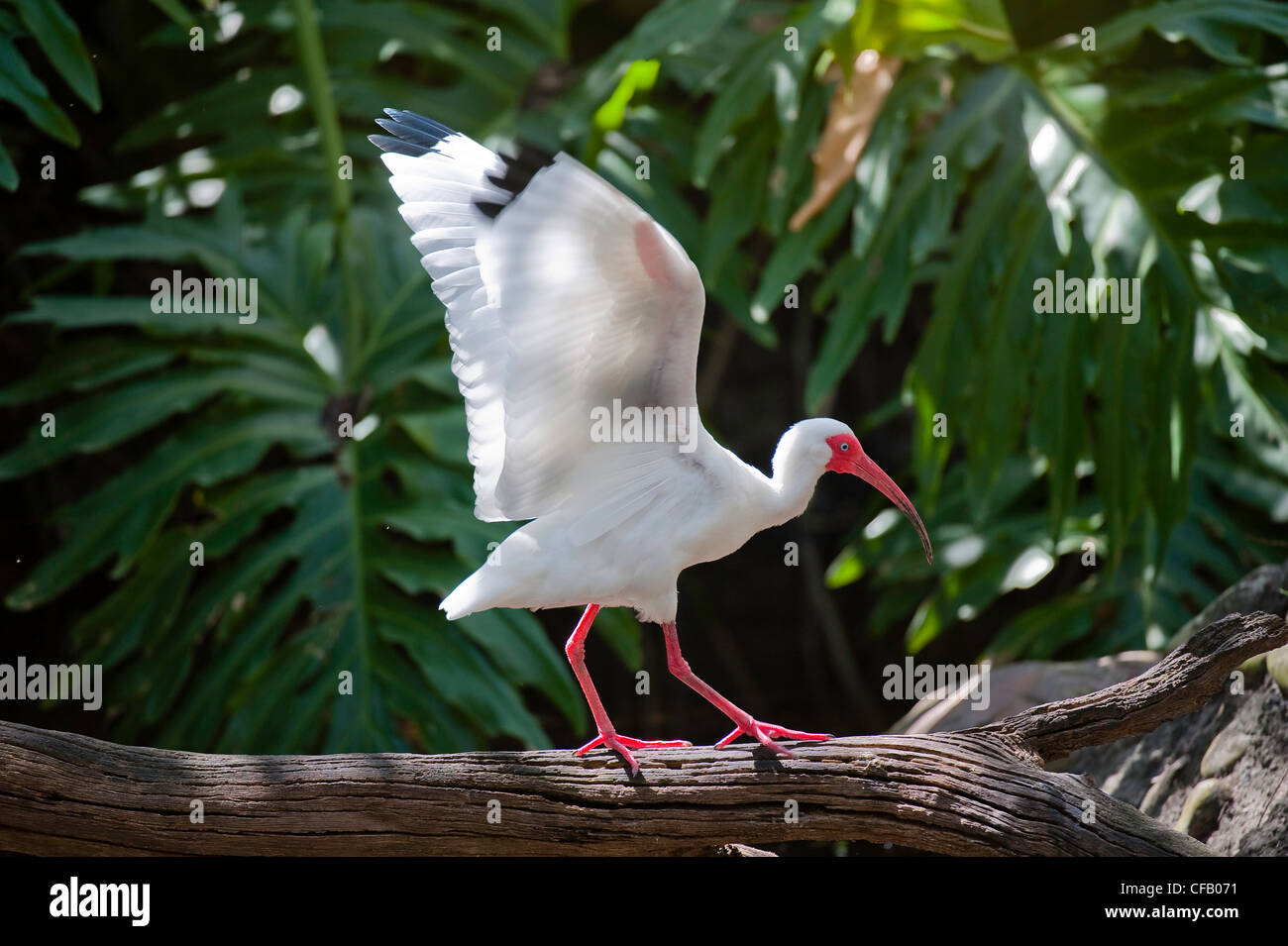 Ibis hi-res stock photography and images - Alamy