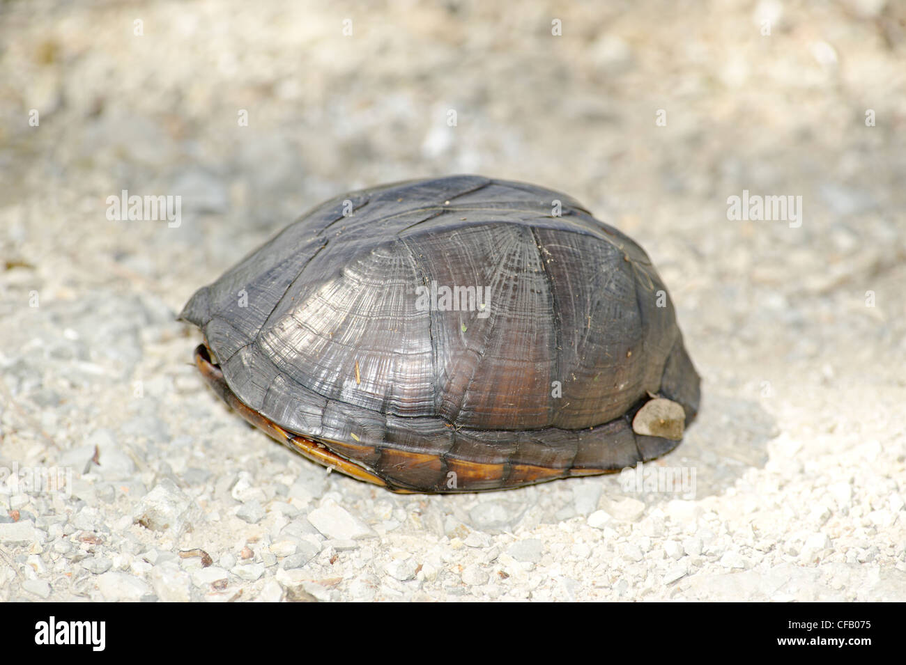 Turtle safe hi-res stock photography and images - Alamy