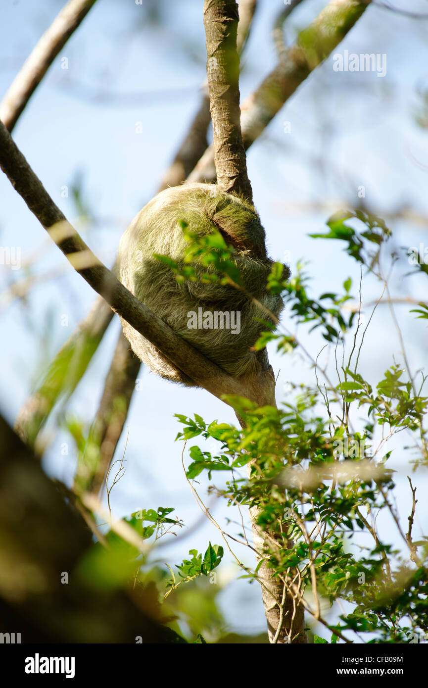 Jungle sloth hi-res stock photography and images - Alamy