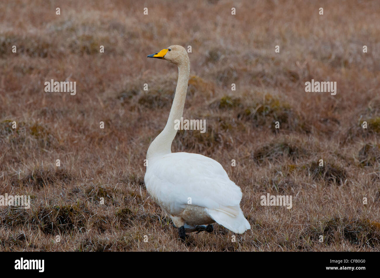Goose swamp hi-res stock photography and images - Alamy