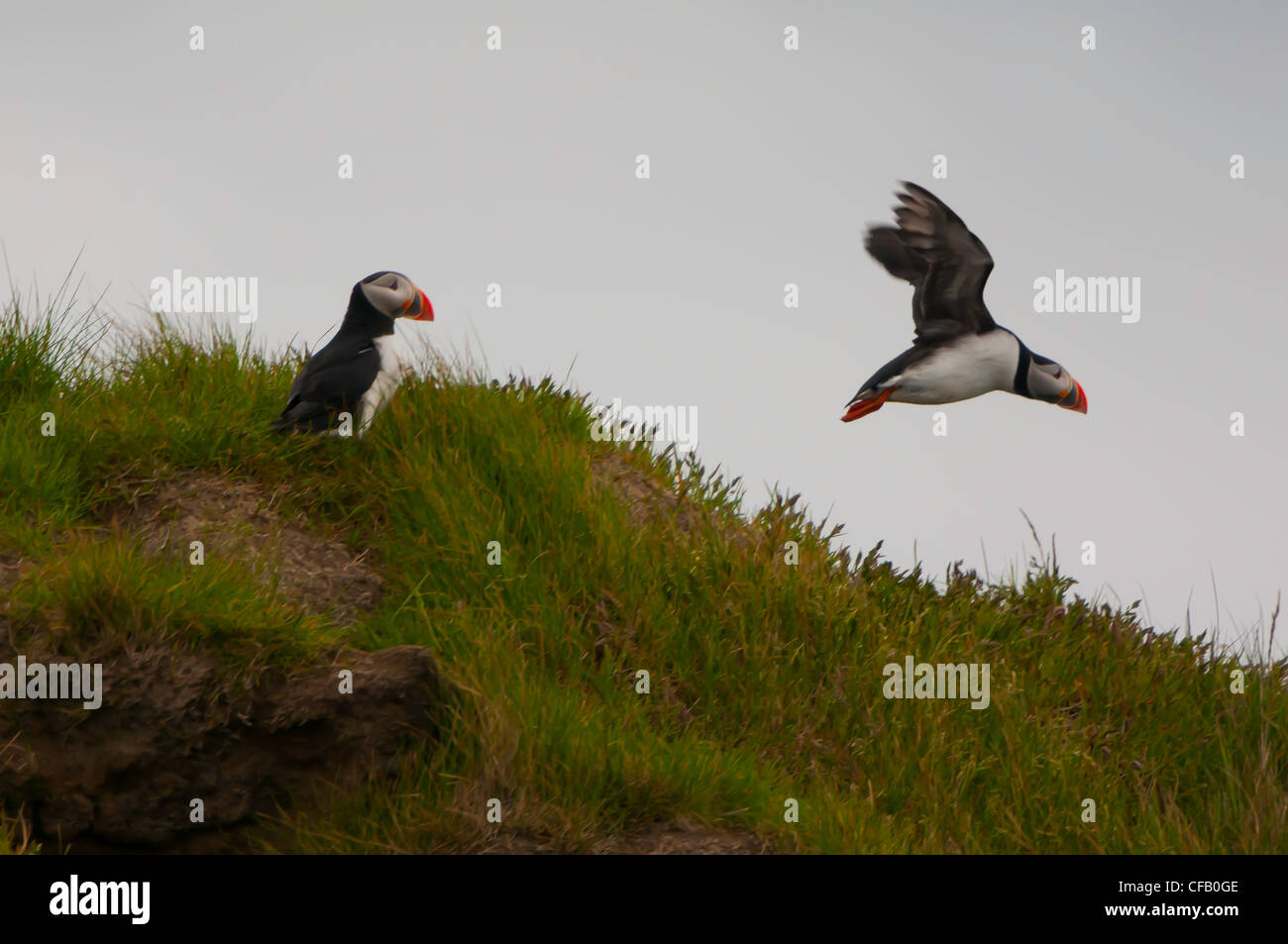 puffin in iceland Stock Photo - Alamy