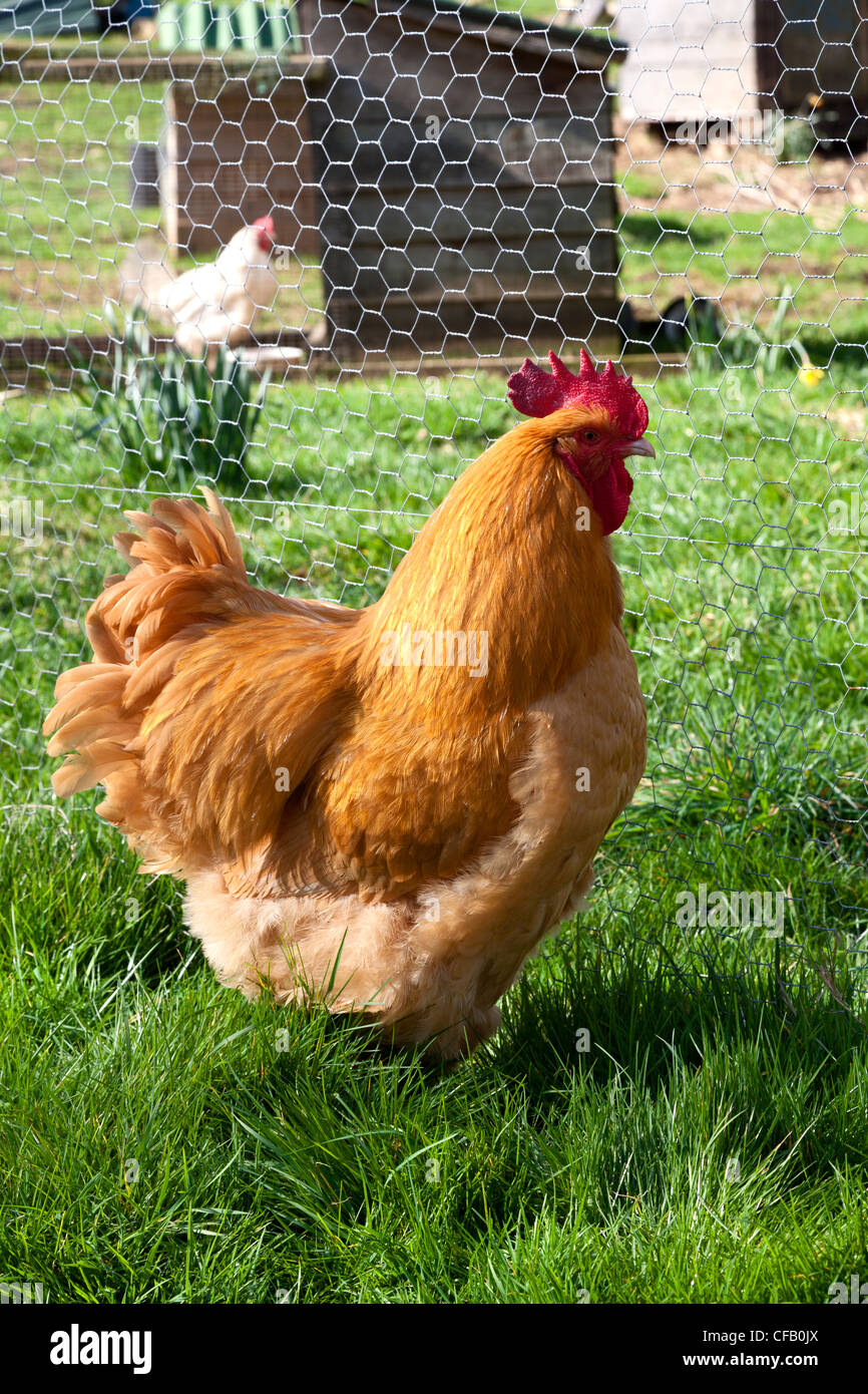Buff Orpington cockerel, Abbotsbury, Dorset Stock Photo - Alamy