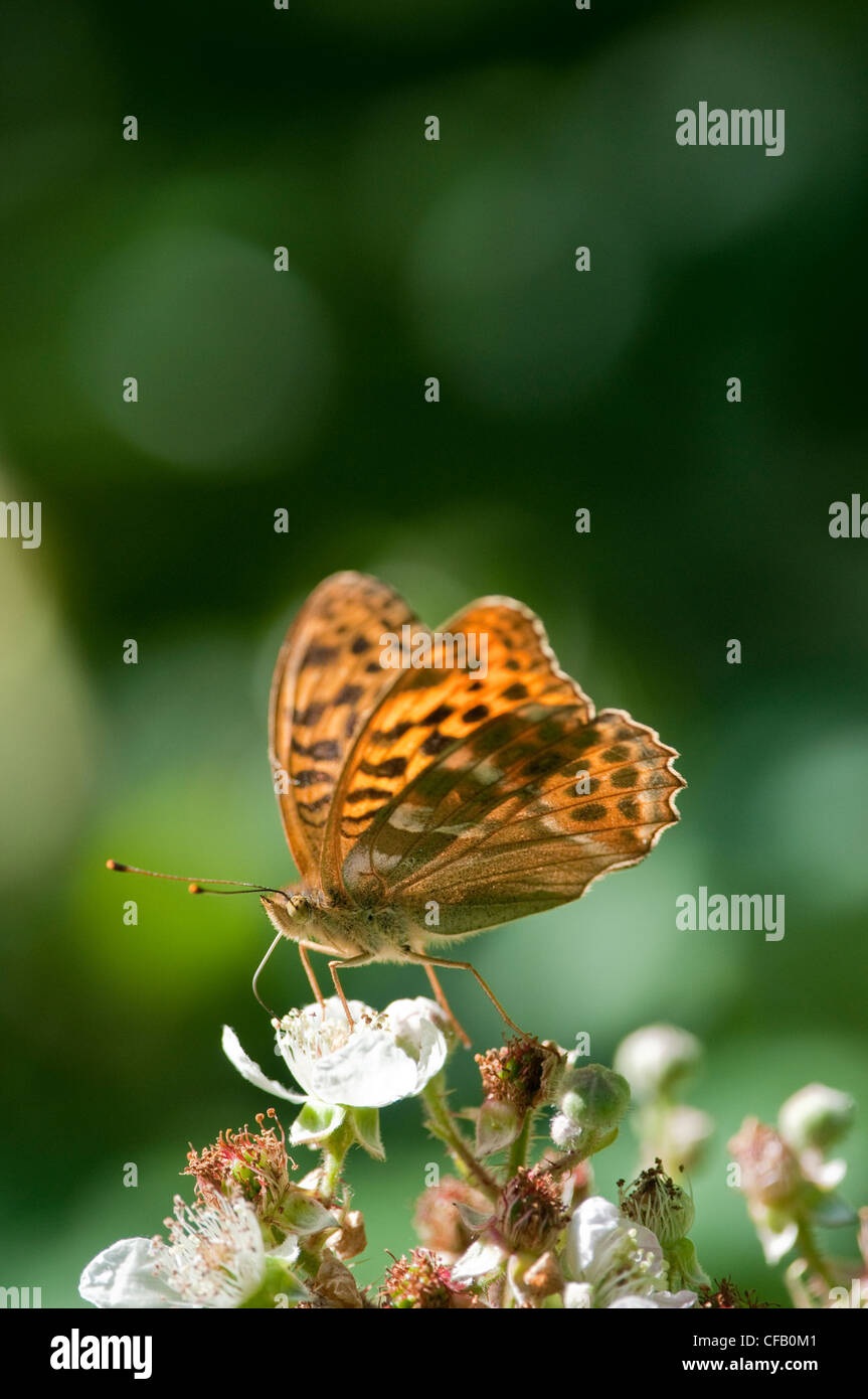 Silver washed fritillary hi-res stock photography and images - Alamy