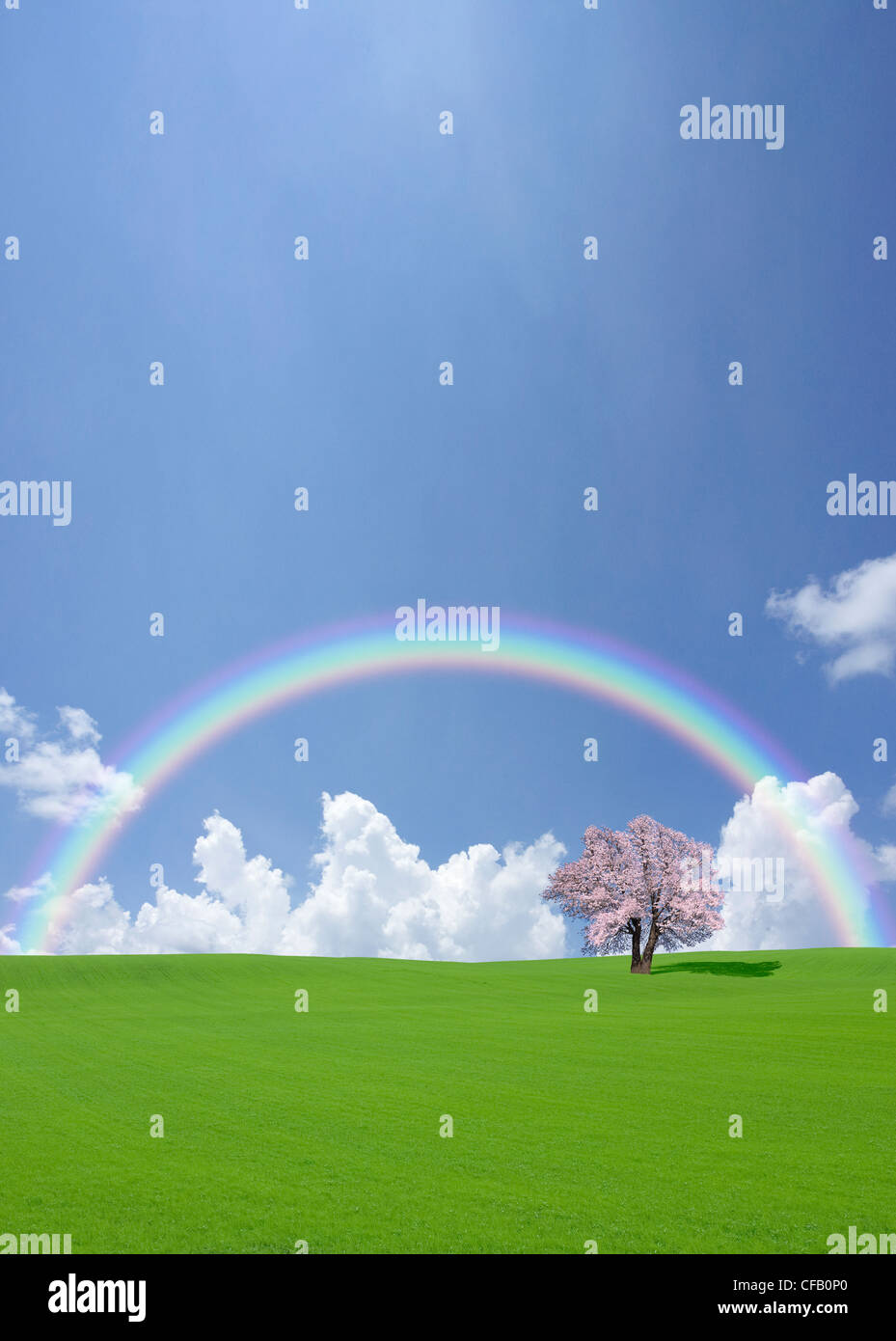 Cherry tree on the hill with rainbow Stock Photo - Alamy