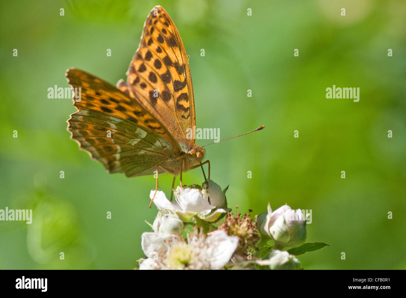 Female silver-washed fritillary Stock Photo - Alamy