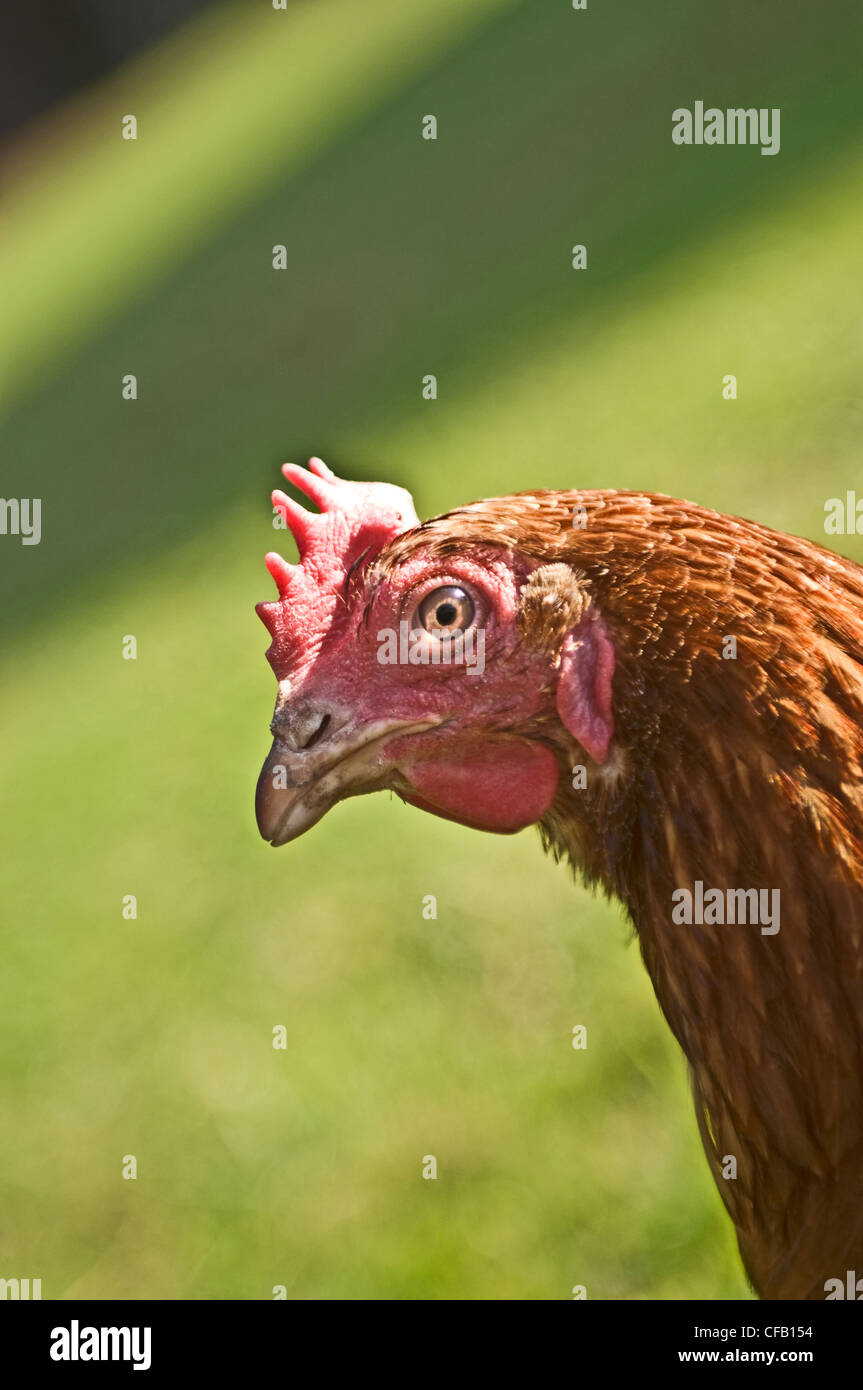 An isolated chicken on a green grass background Stock Photo - Alamy