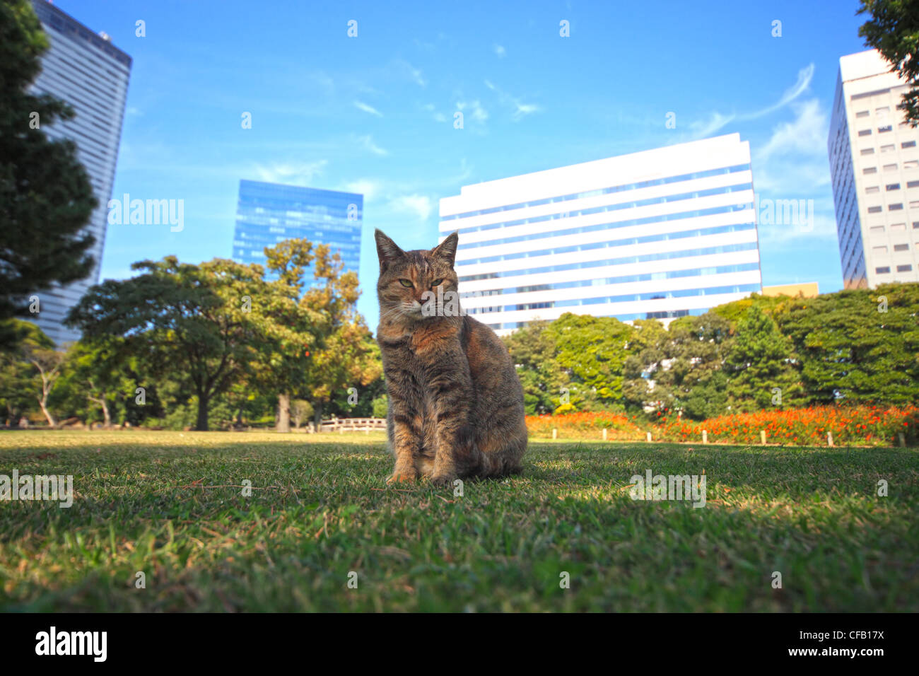 City park cat Stock Photo - Alamy