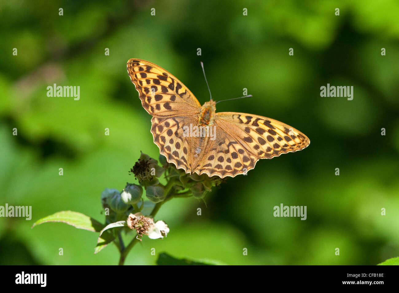 Female silver-washed fritillary Stock Photo - Alamy