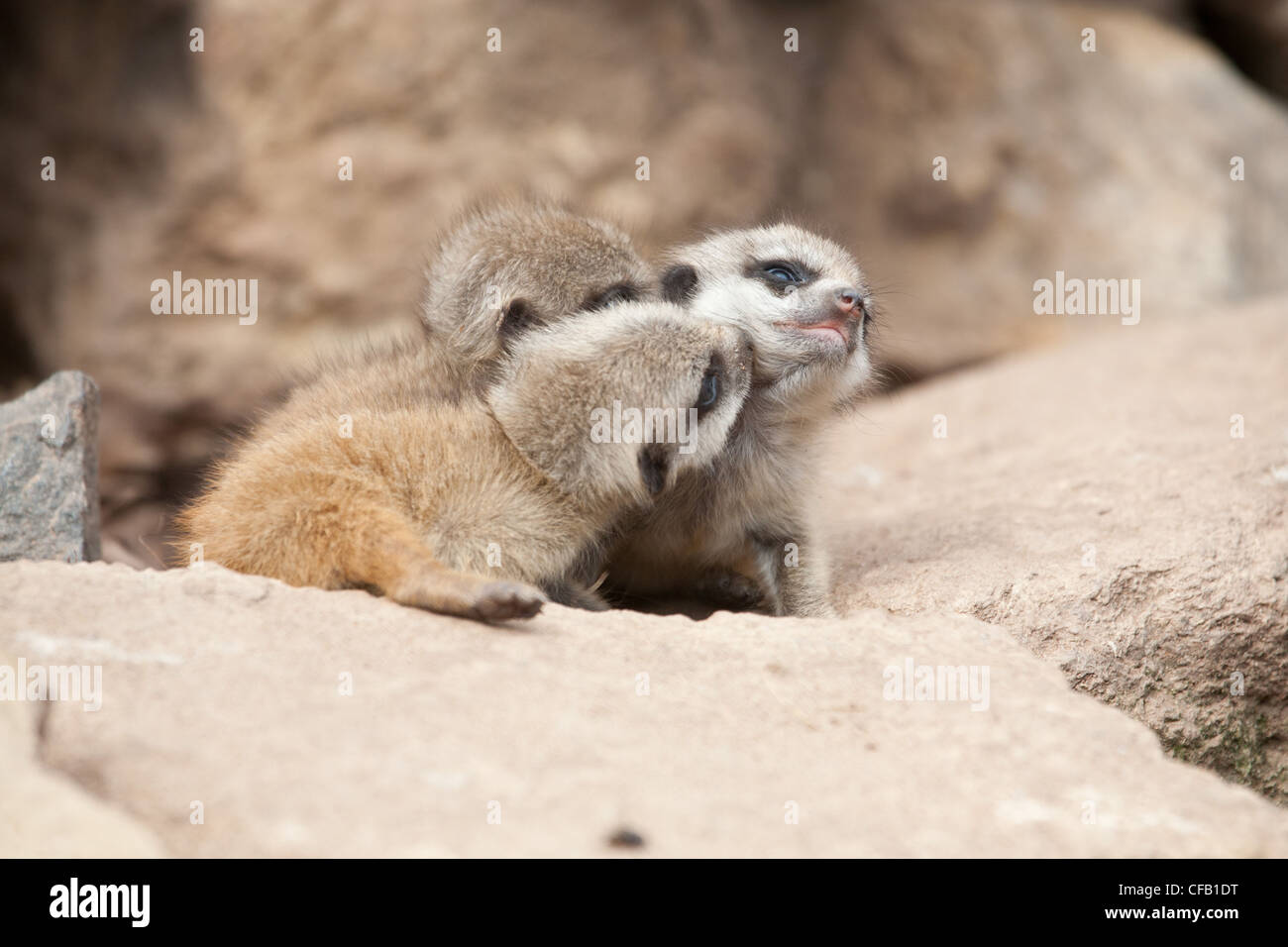 Playing meerkats hi-res stock photography and images - Alamy