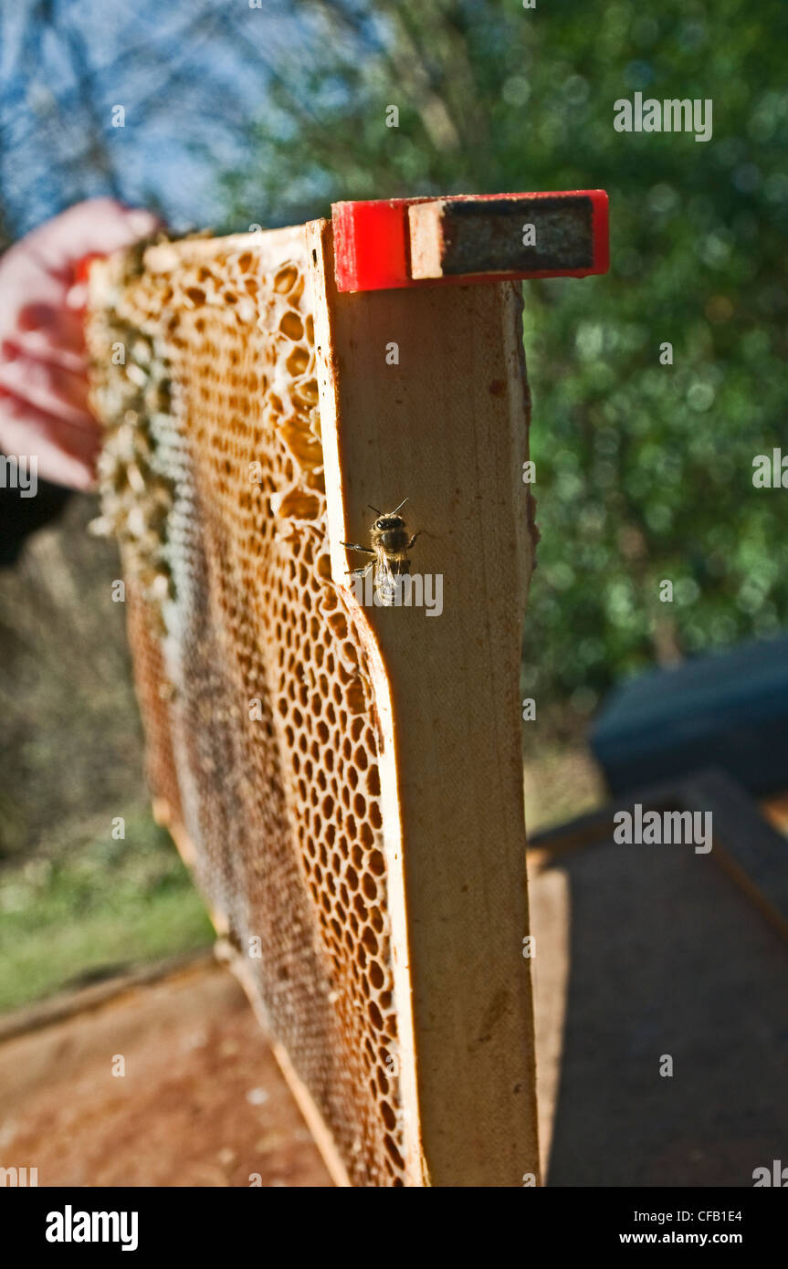 Bee keeping hi-res stock photography and images - Alamy