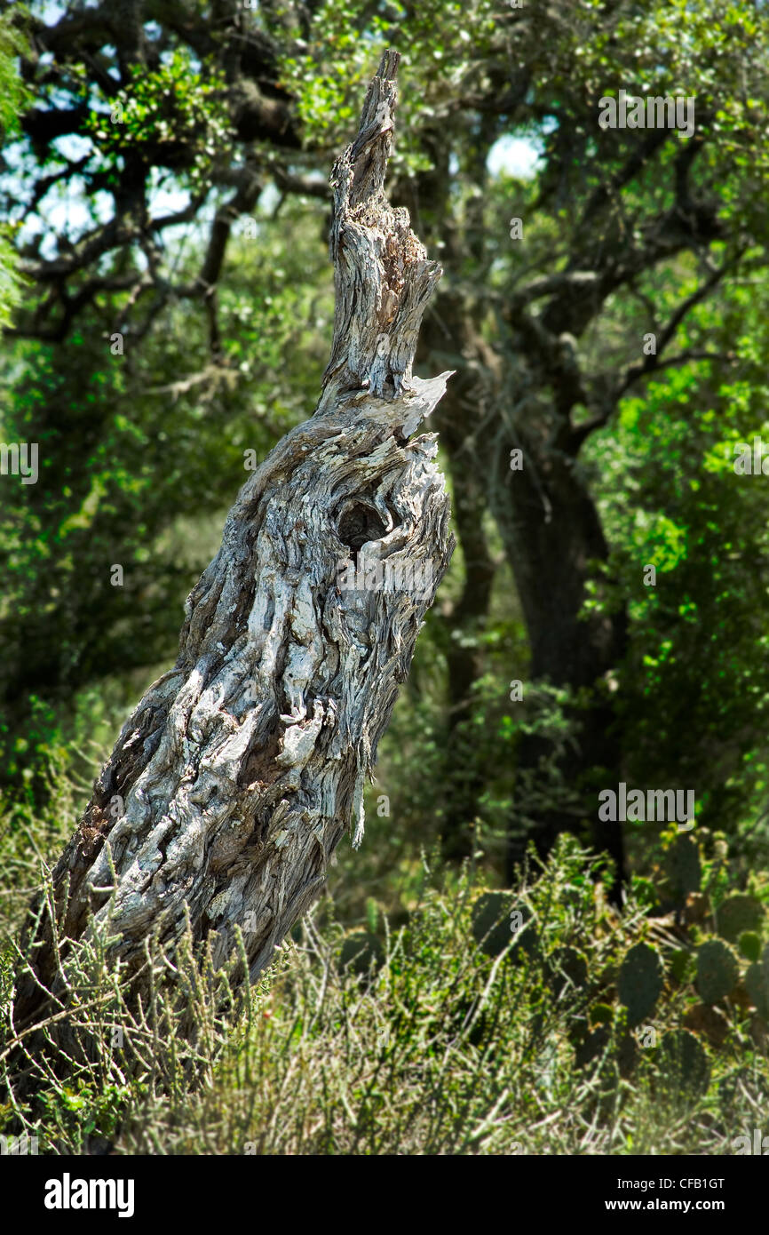 Dead Tree Alive Tree High Resolution Stock Photography and Images - Alamy