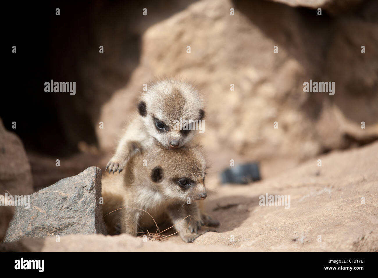 Two baby meerkats playing Stock Photo - Alamy