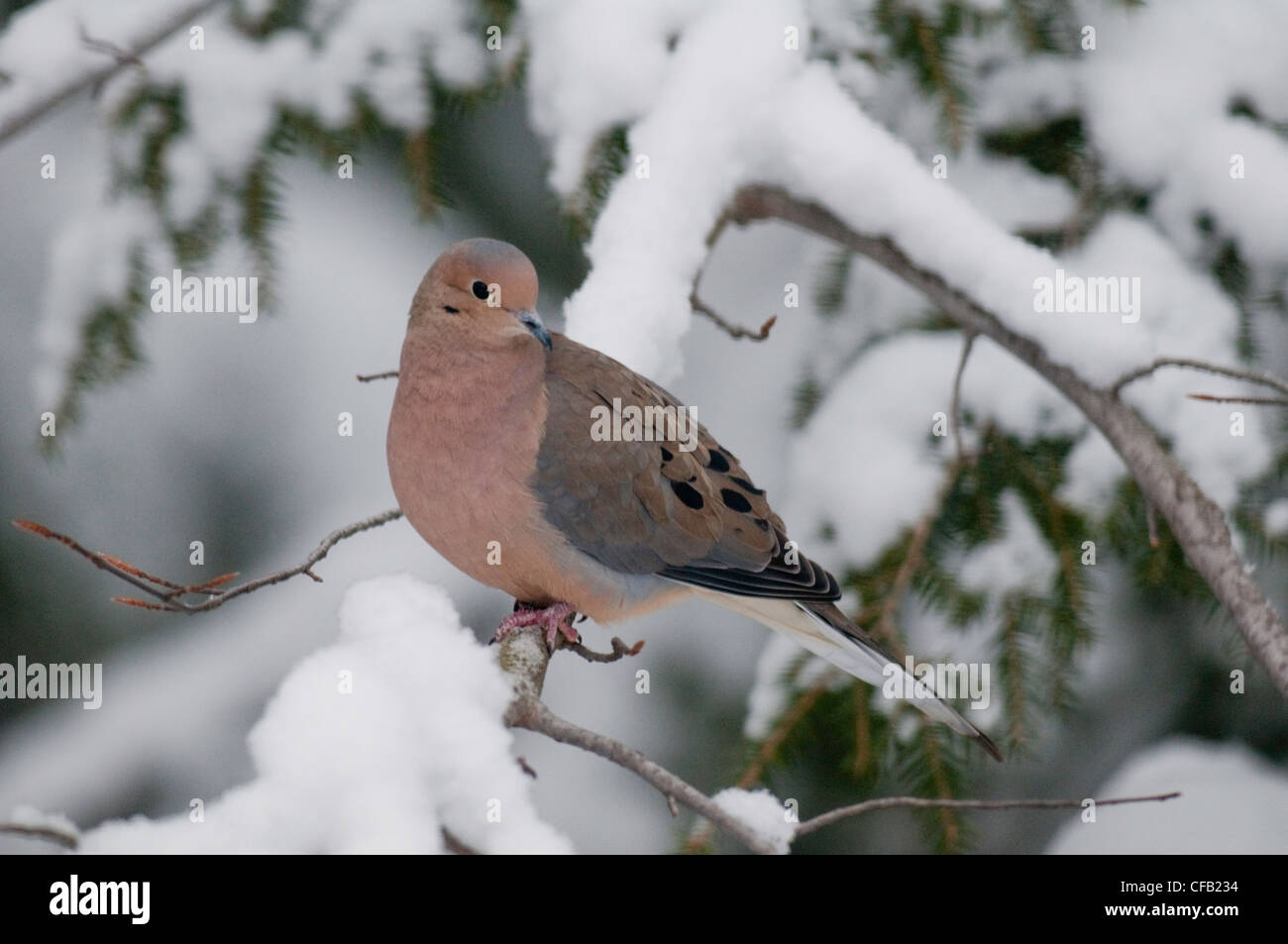 morning dove on a branch in the winter Stock Photo - Alamy