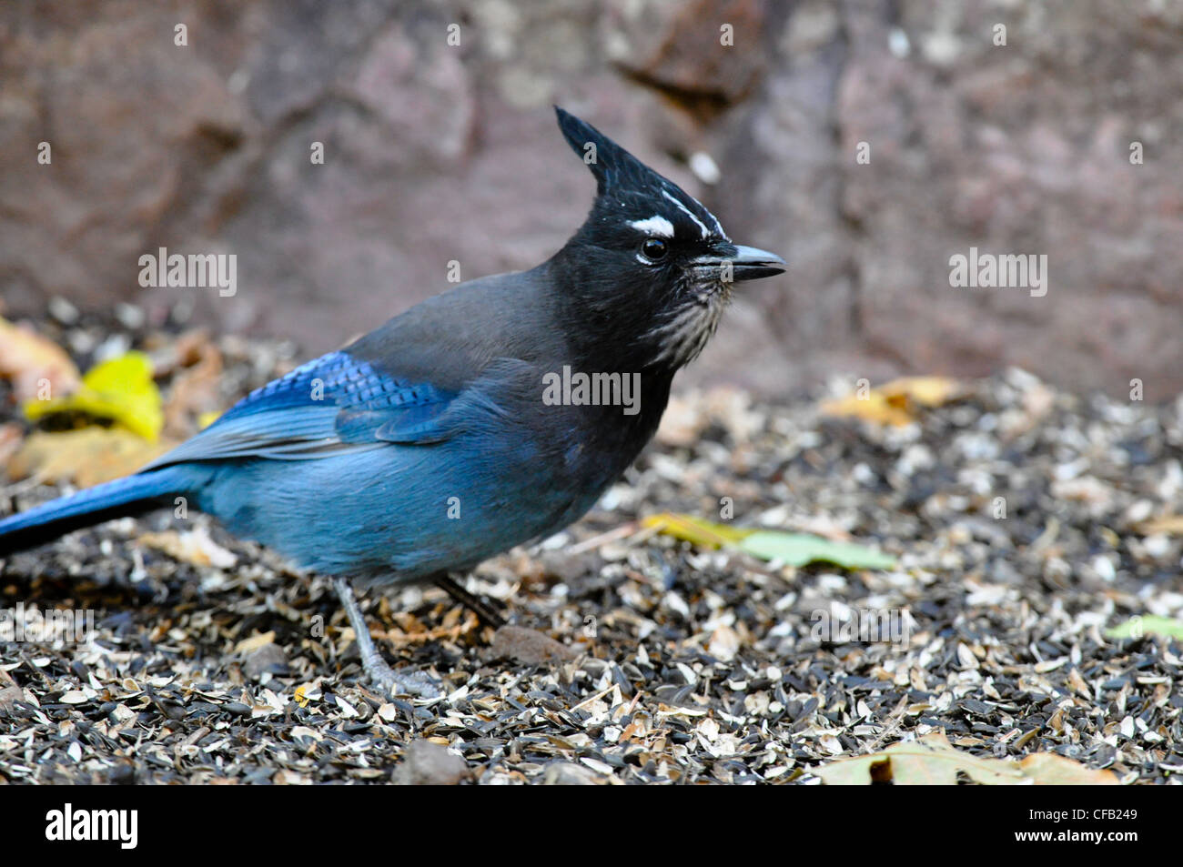 stellar jay in colorado Stock Photo - Alamy