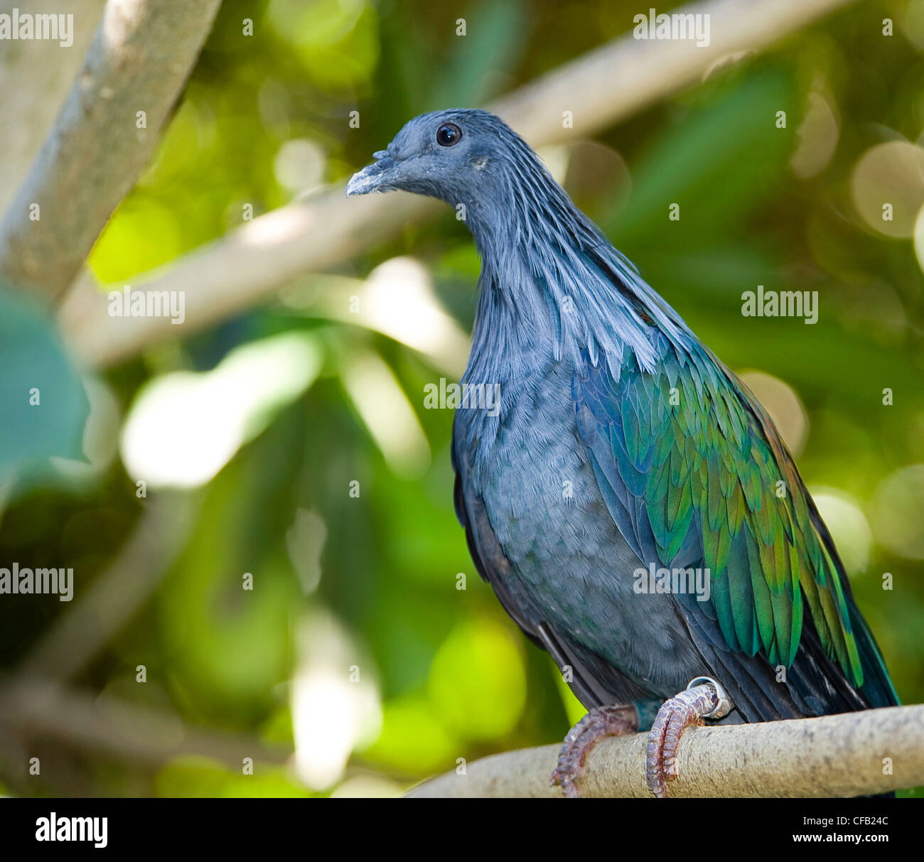Pigeon with green leaves hi-res stock photography and images - Alamy