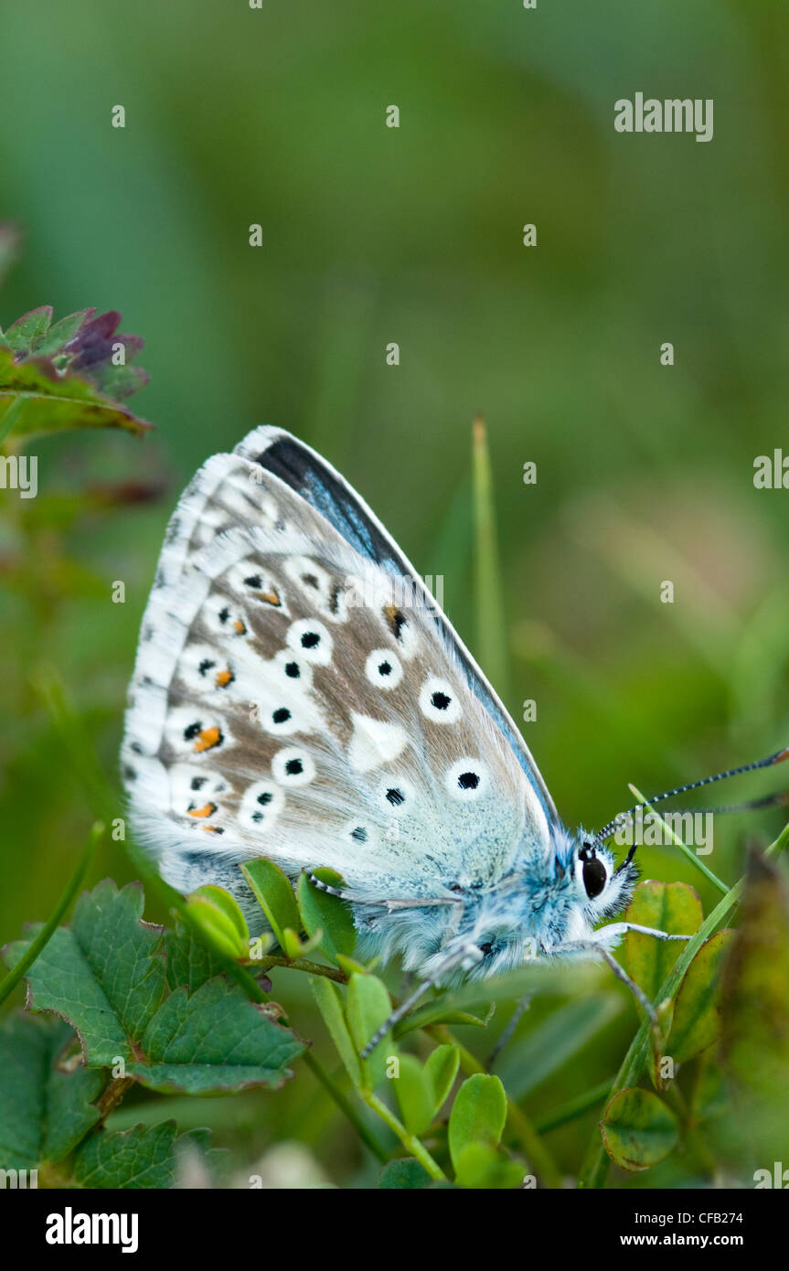 Chalkhill blue hi-res stock photography and images - Alamy