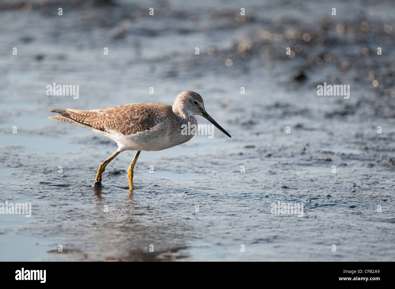 wilson's snipe in water Stock Photo - Alamy