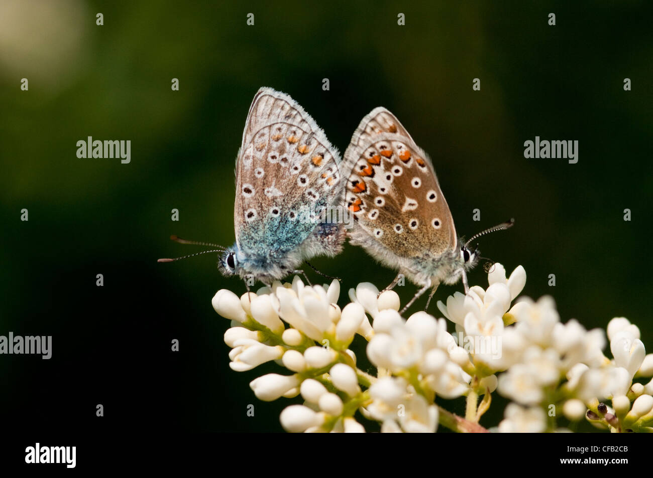 Common blue butterfly Stock Photo - Alamy
