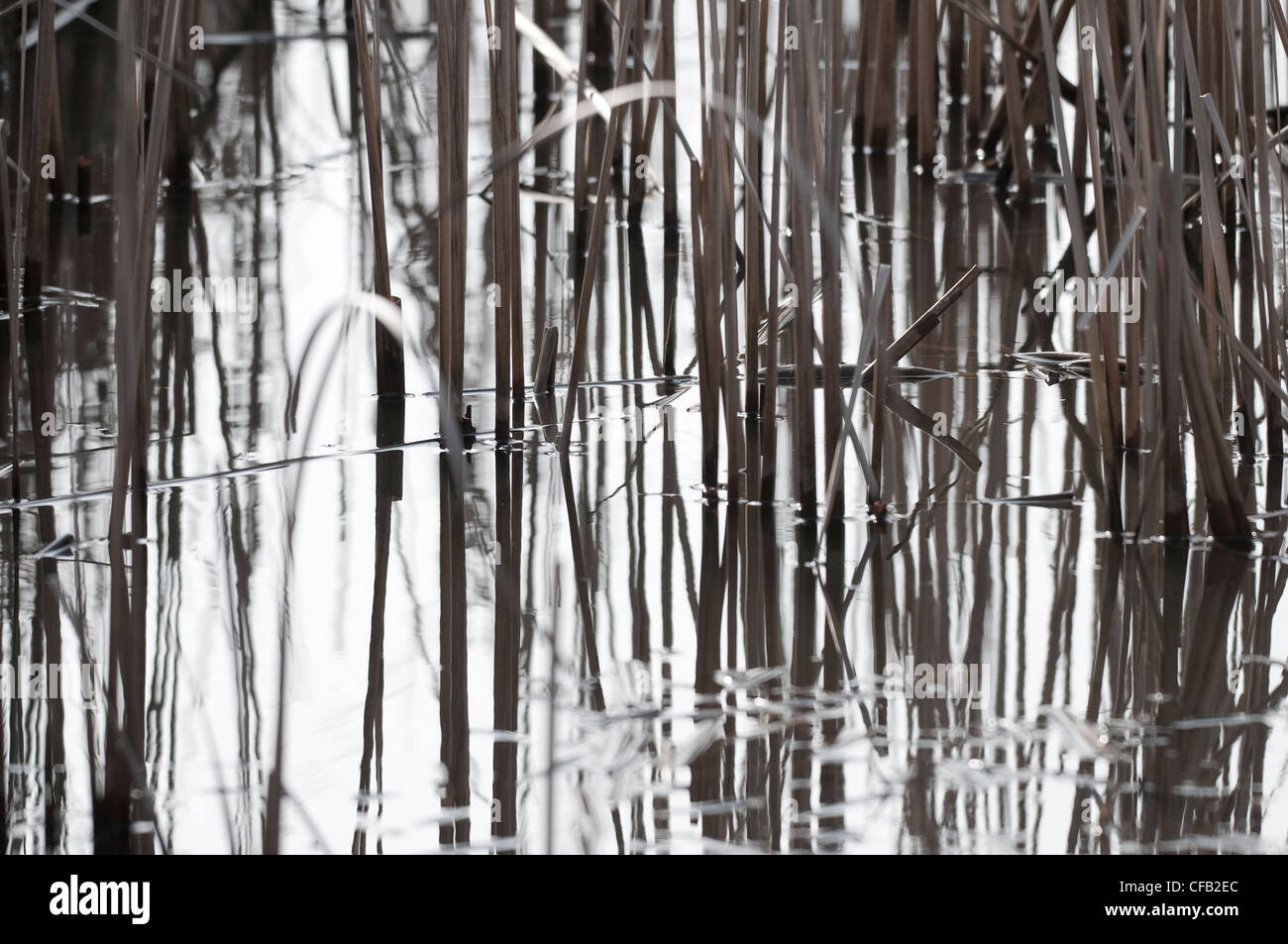 Fenland reeds hi-res stock photography and images - Alamy
