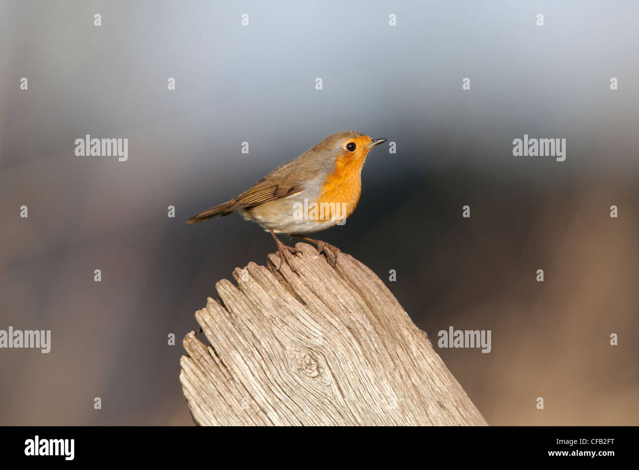 European Robin Erithacus rubecula adult perched on a post Stock Photo ...